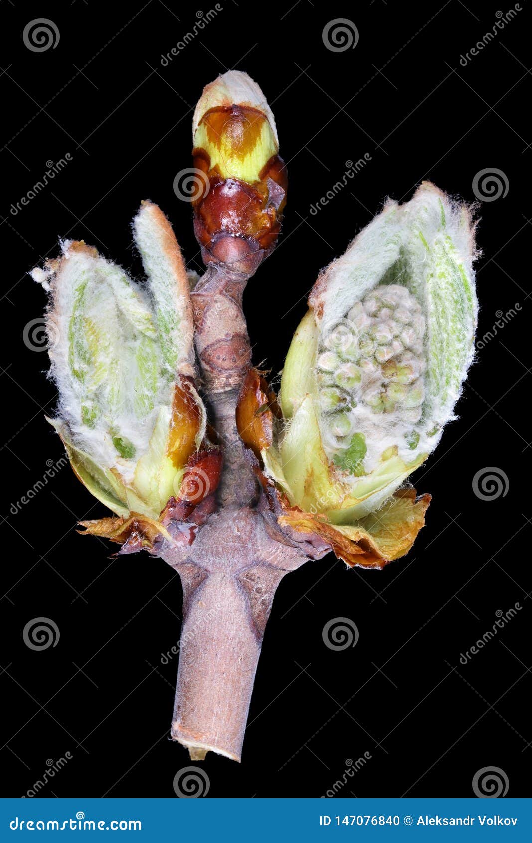 April Spring Buds of the Chestnut Tree Cross Sections Isolated Black ...
