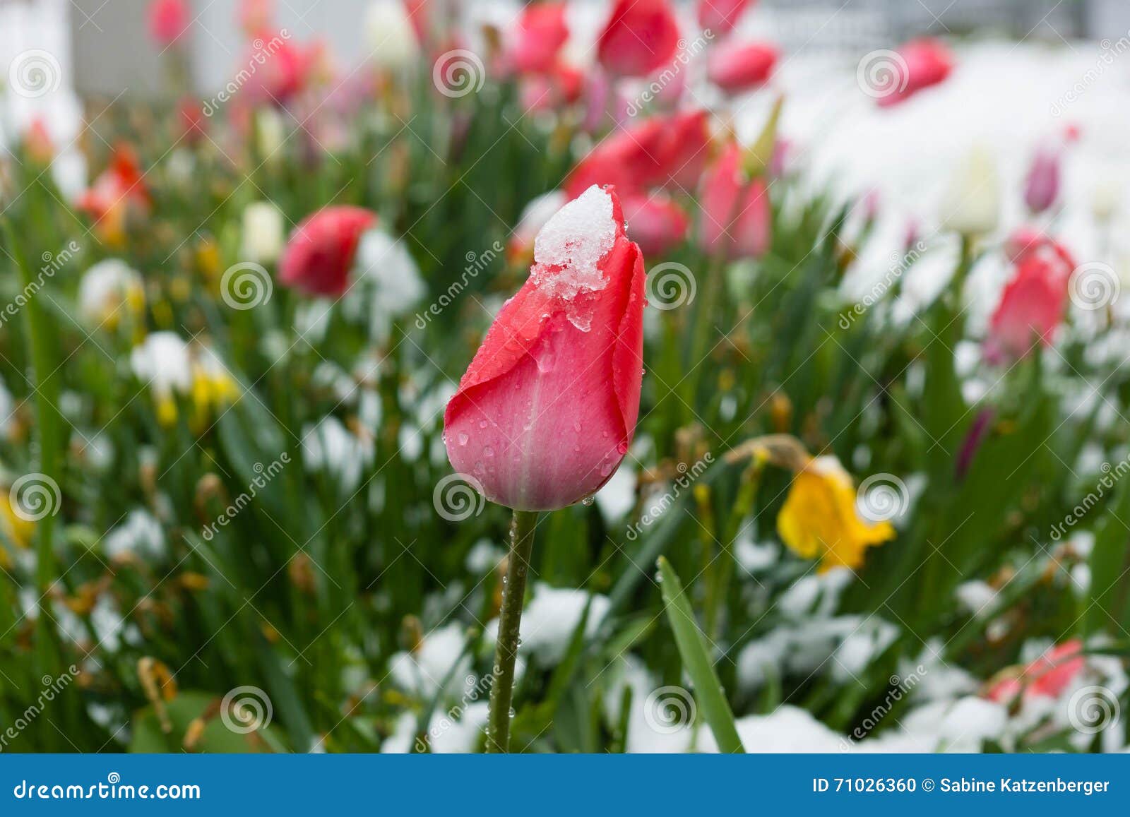 April weather stock photo. Image of march, showers, return - 71026360