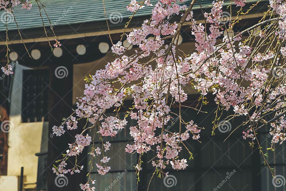 9 April 2012 Weeping Cherry Tree in Himuro Shrine, Nara Editorial Stock ...