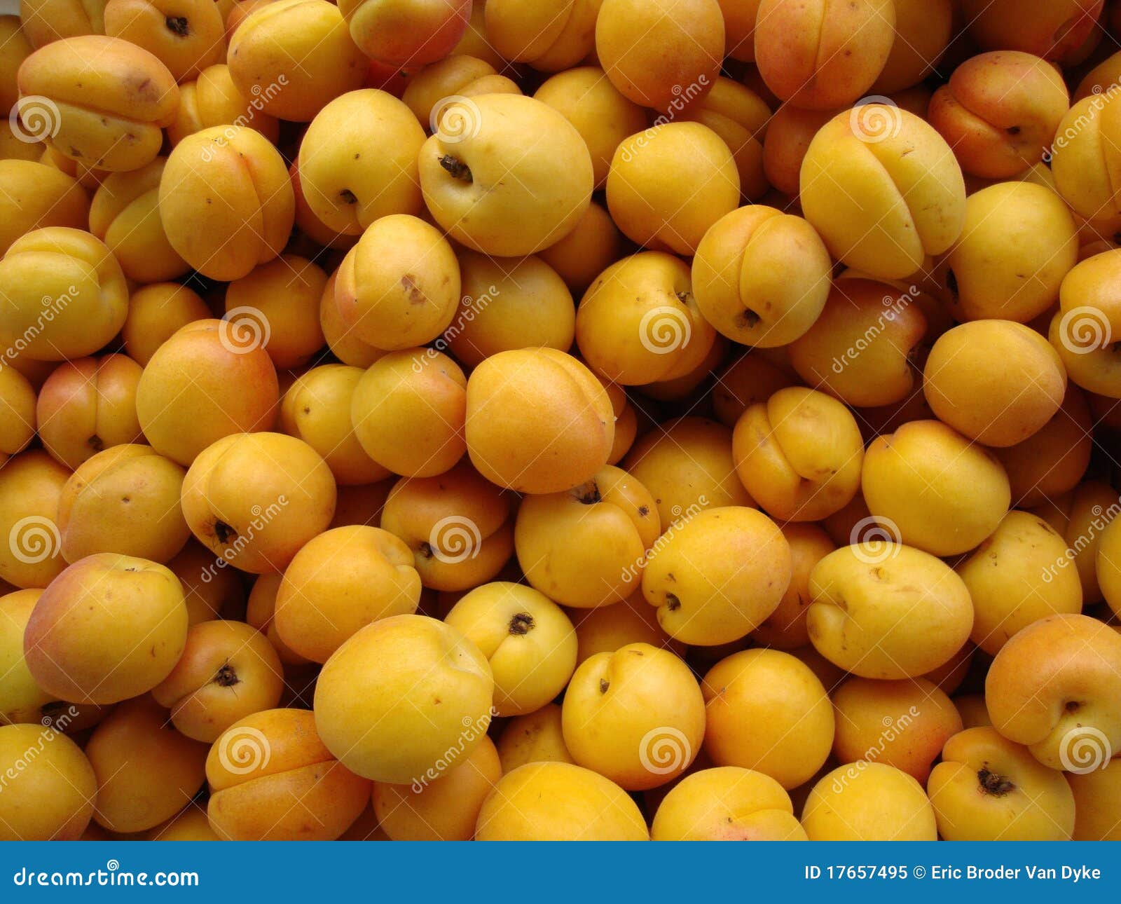 Aprium Fruit stock image. Image of farm, apricot, meal - 17657495