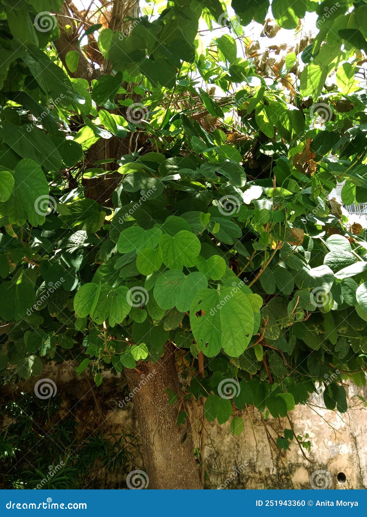 Apta Leaf With Marigold Flowers And Sweet, A Concept For Dussehara Or ...