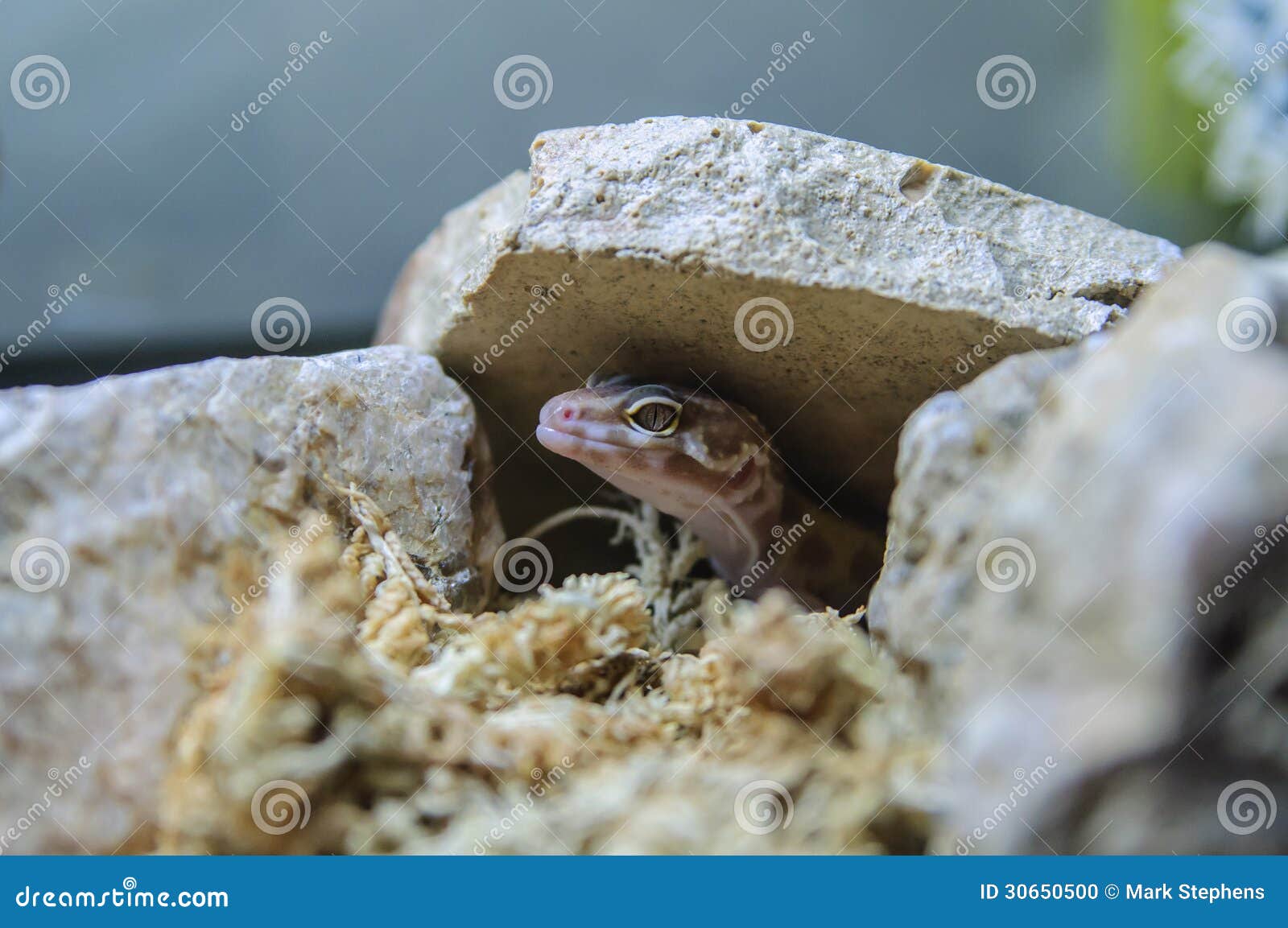 Aptor Leopard Gecko, Eublepharis Macularius Royalty-Free Stock ...