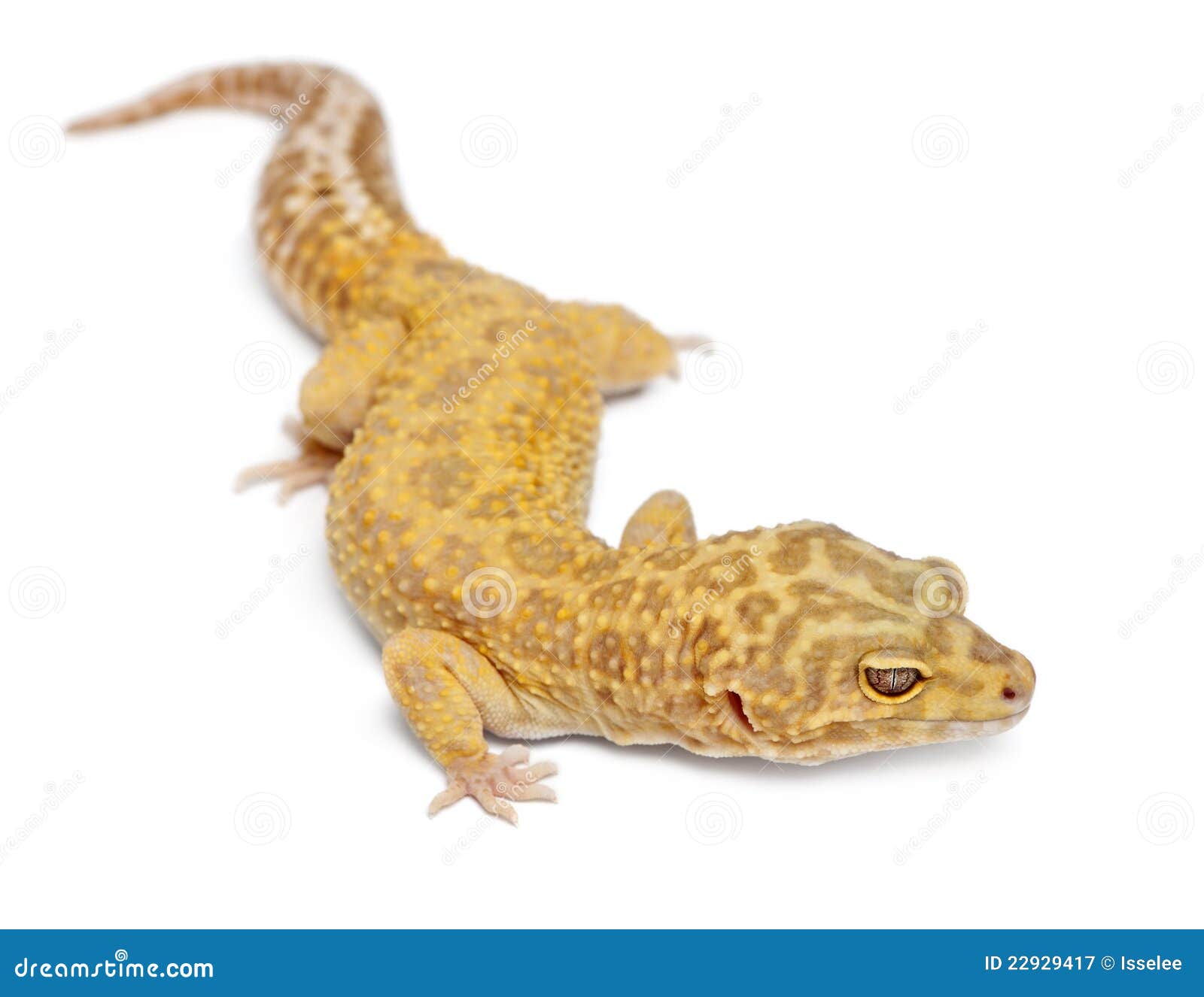 Aptor Leopard Gecko, Eublepharis Macularius Royalty-Free Stock ...