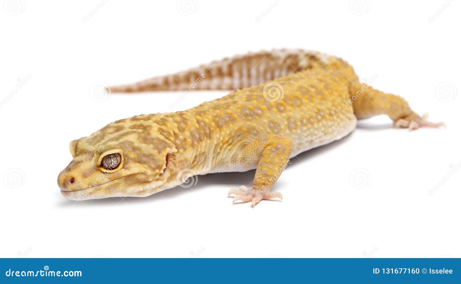 Aptor Leopard Gecko, Eublepharis Macularius Royalty-Free Stock ...
