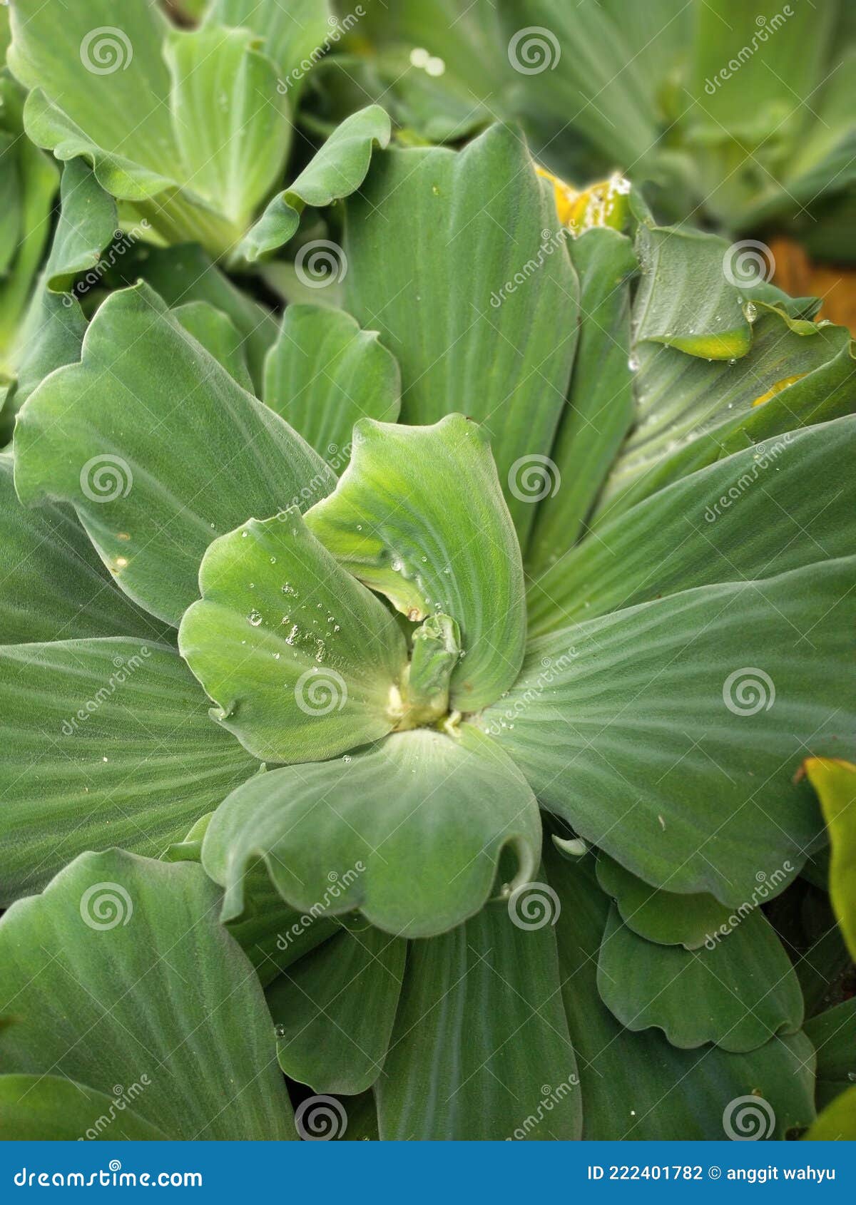 Apu Apu Flowers are Plants that Live in Water 3 Stock Photo - Image of ...