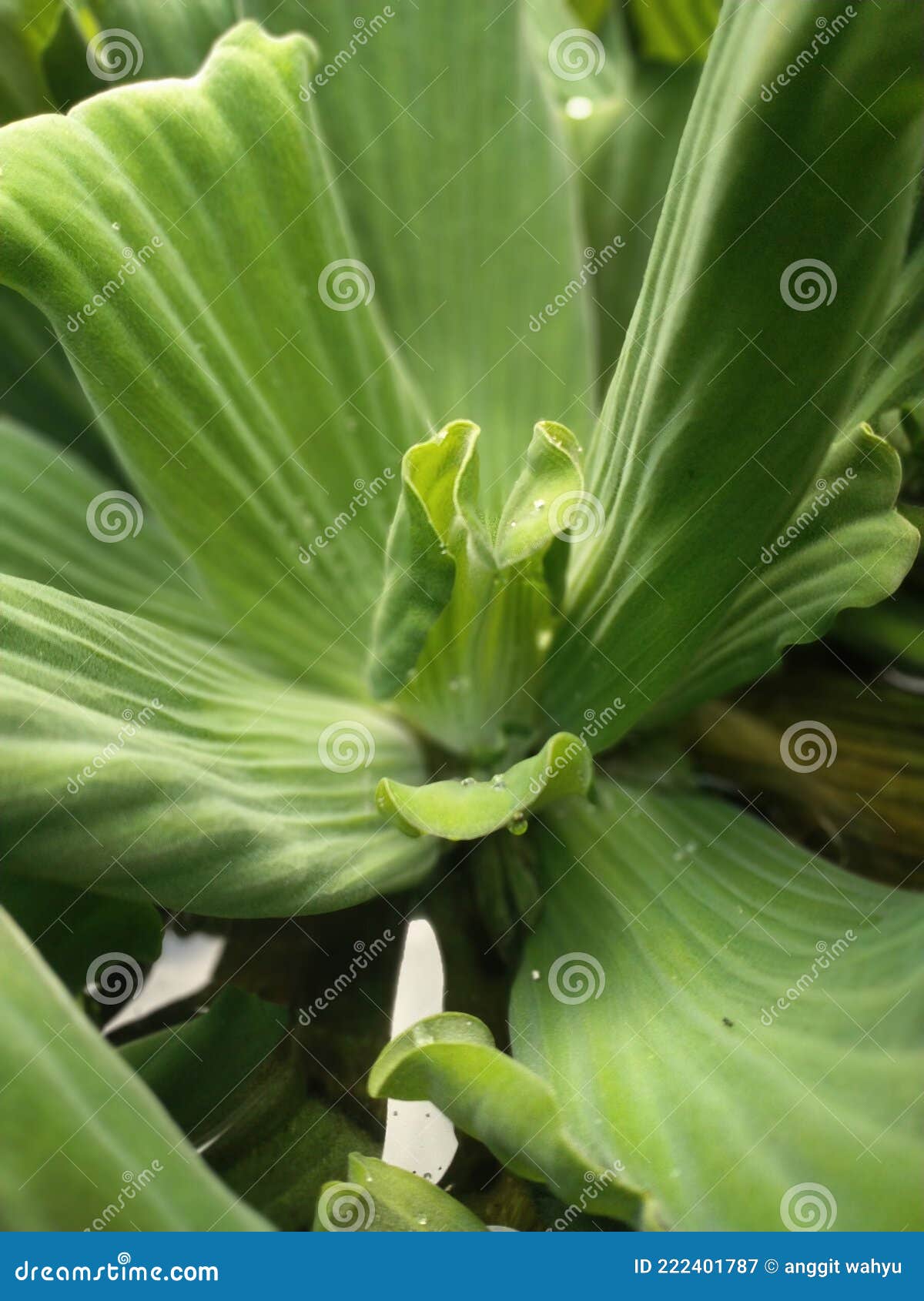 Apu Apu Flowers are Plants that Live in Water Stock Image - Image of ...
