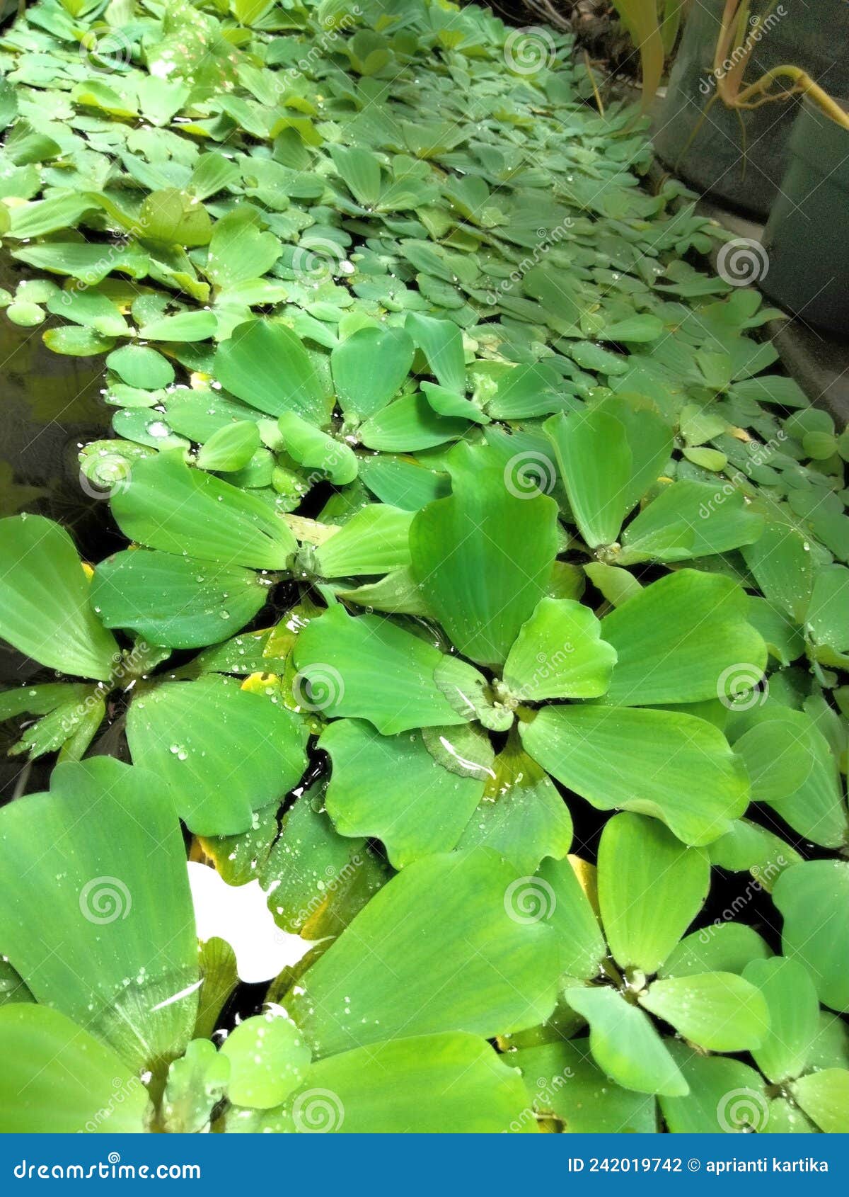 Apu Apu Leaves in the pond stock photo. Image of lawn - 242019742