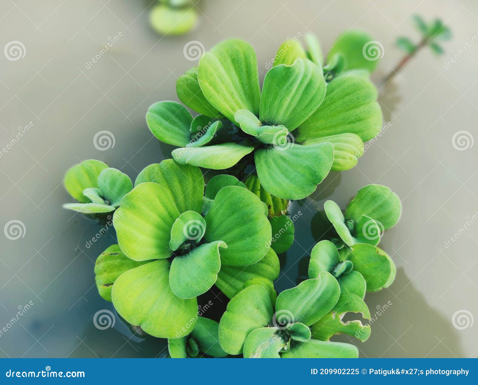Apu Apu Plant that Grows in Rice Fields. with Water Mixed with Mud ...