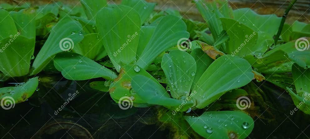 Apu-apu is Suitable As a Fish House Stock Photo - Image of suitable ...