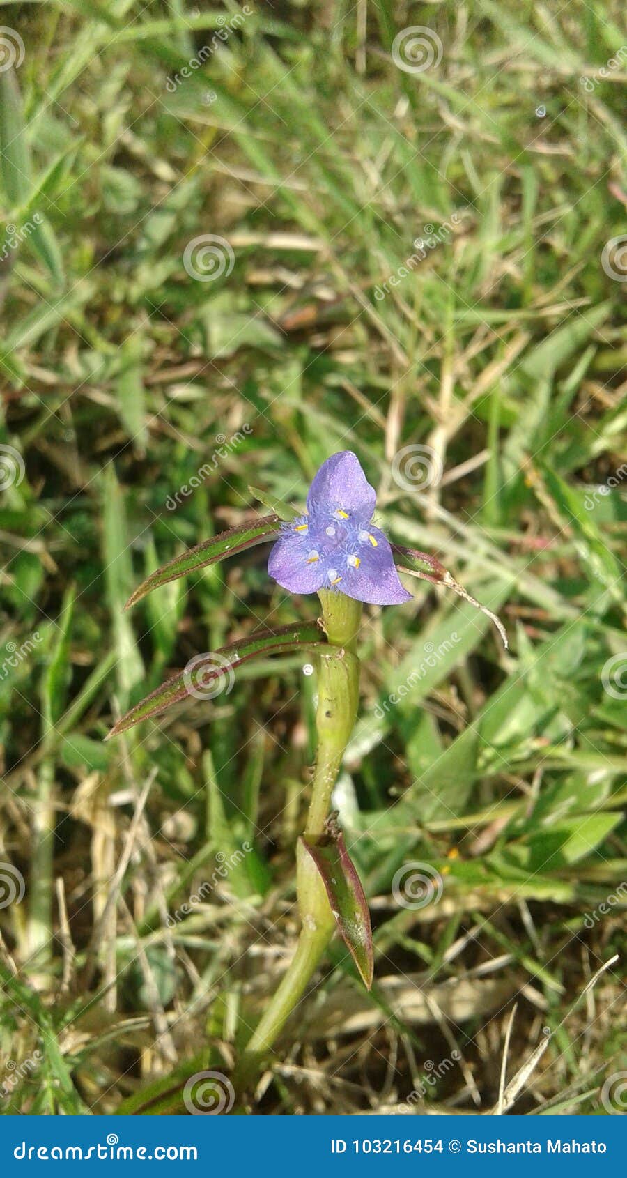 APURBA stock photo. Image of bengal, apurba, grass, nice - 103216454