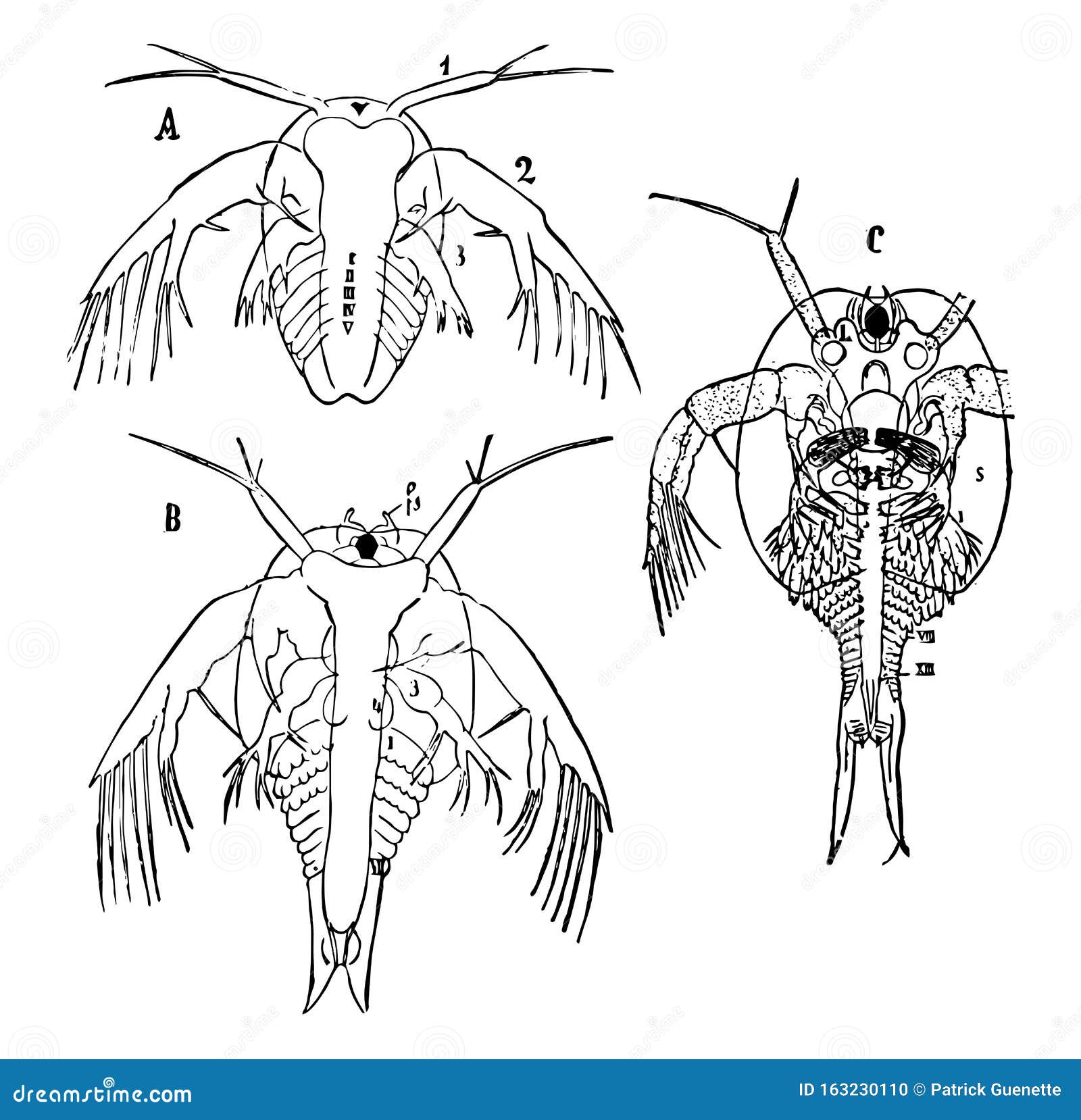 Apus Cartoons, Illustrations & Vector Stock Images - 55 Pictures to ...