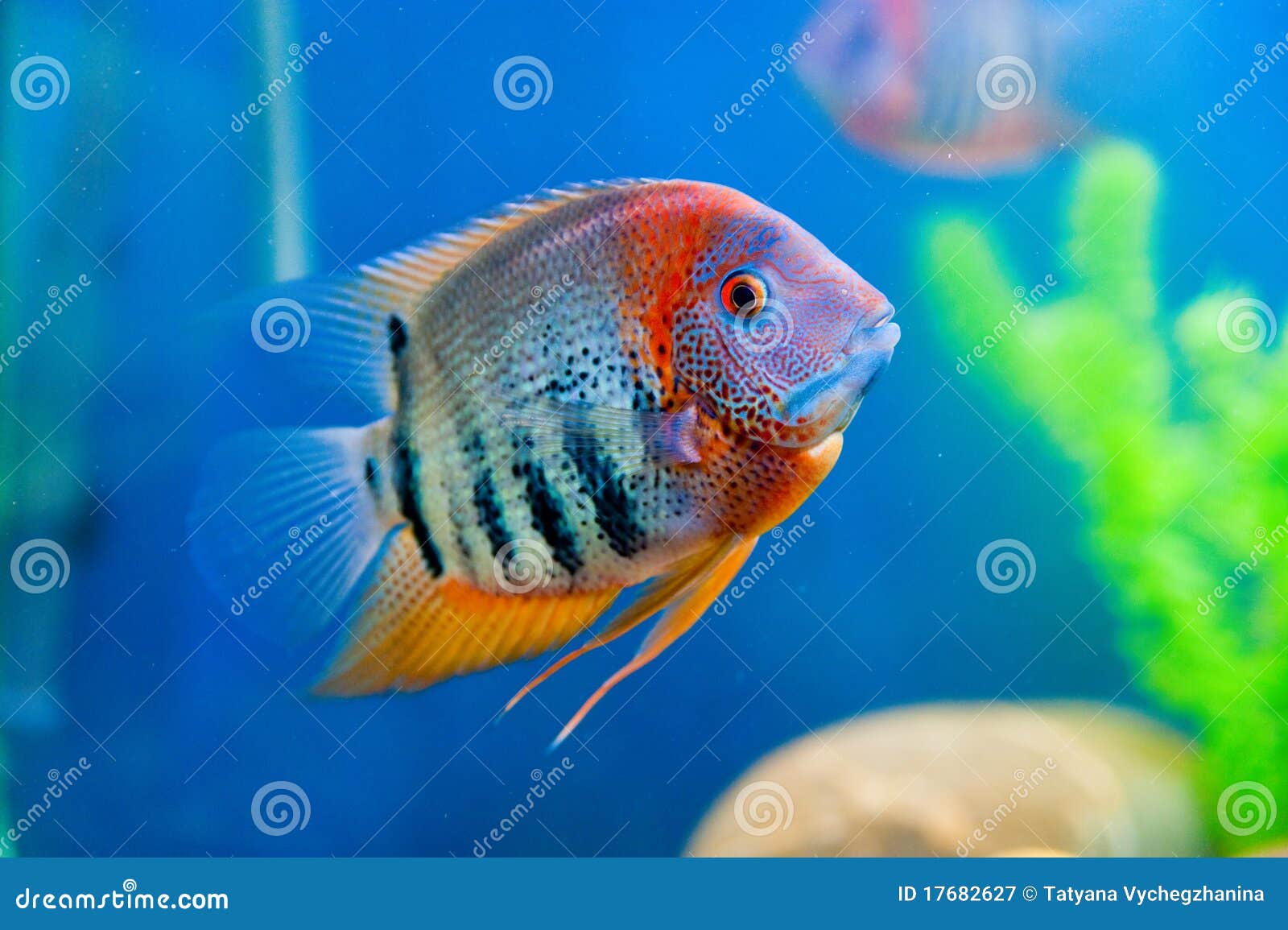 Aquário Colorido Dos Peixes Imagem de Stock - Imagem de horizontal ...