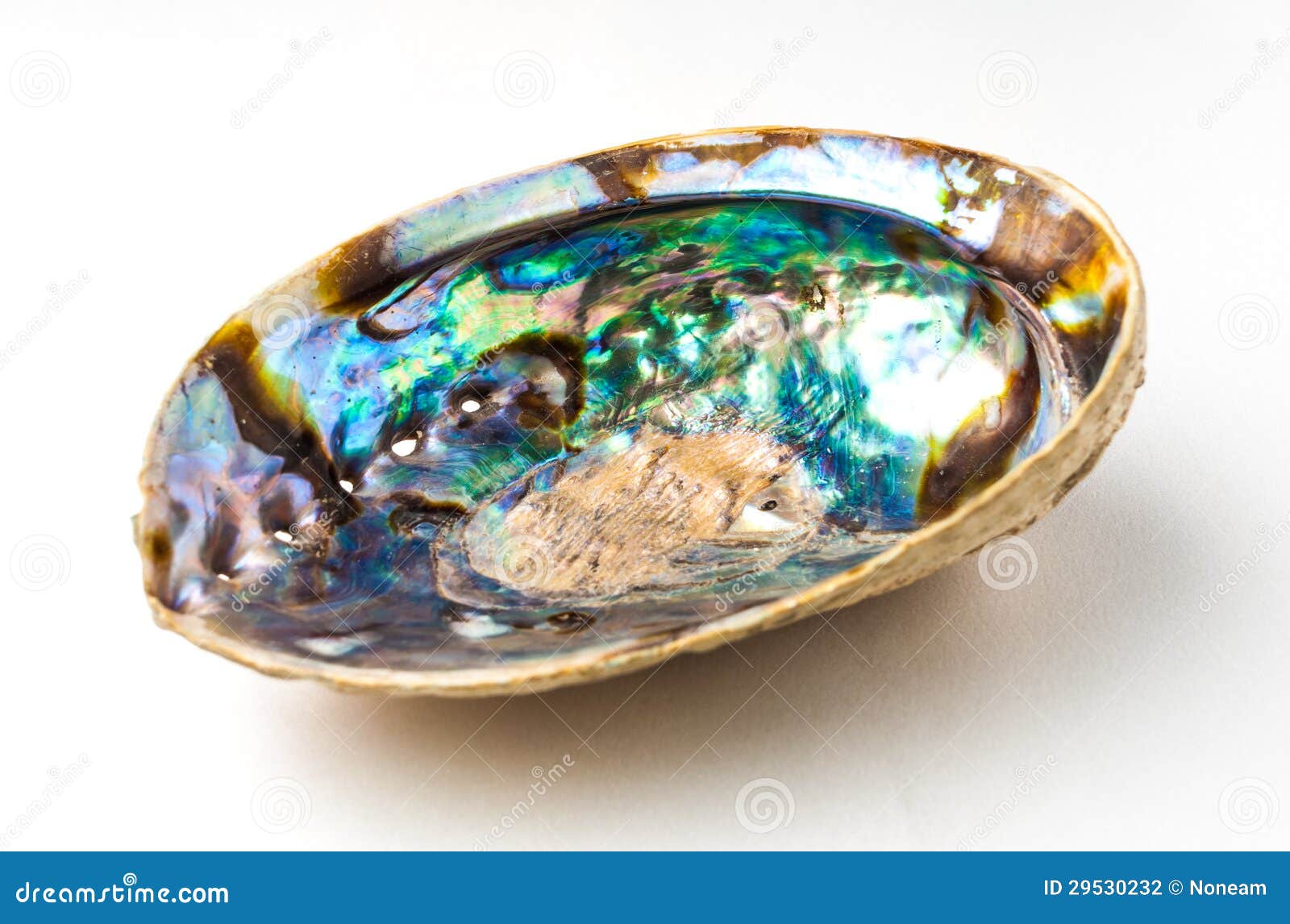Aqua Color of Abalone (Pao Hua Sea Shell) Stock Photo - Image of ...