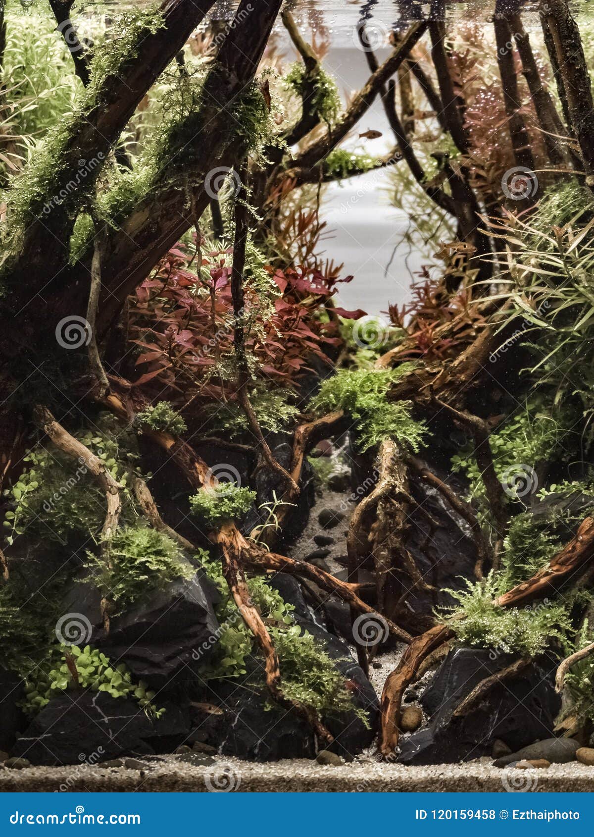 Aqua Scape Nature Aquarium Plant and Fish Tank, Filter Effect Stock ...