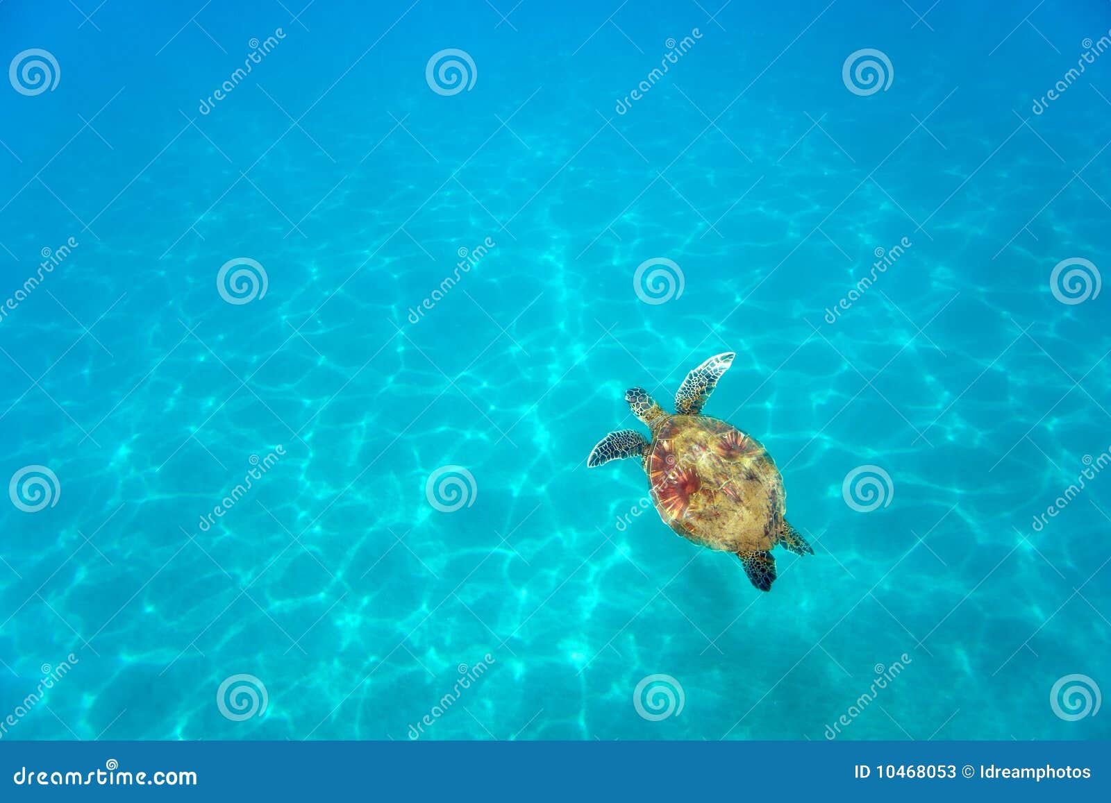 Aqua turtle stock image. Image of scuba, green, beach - 10468053
