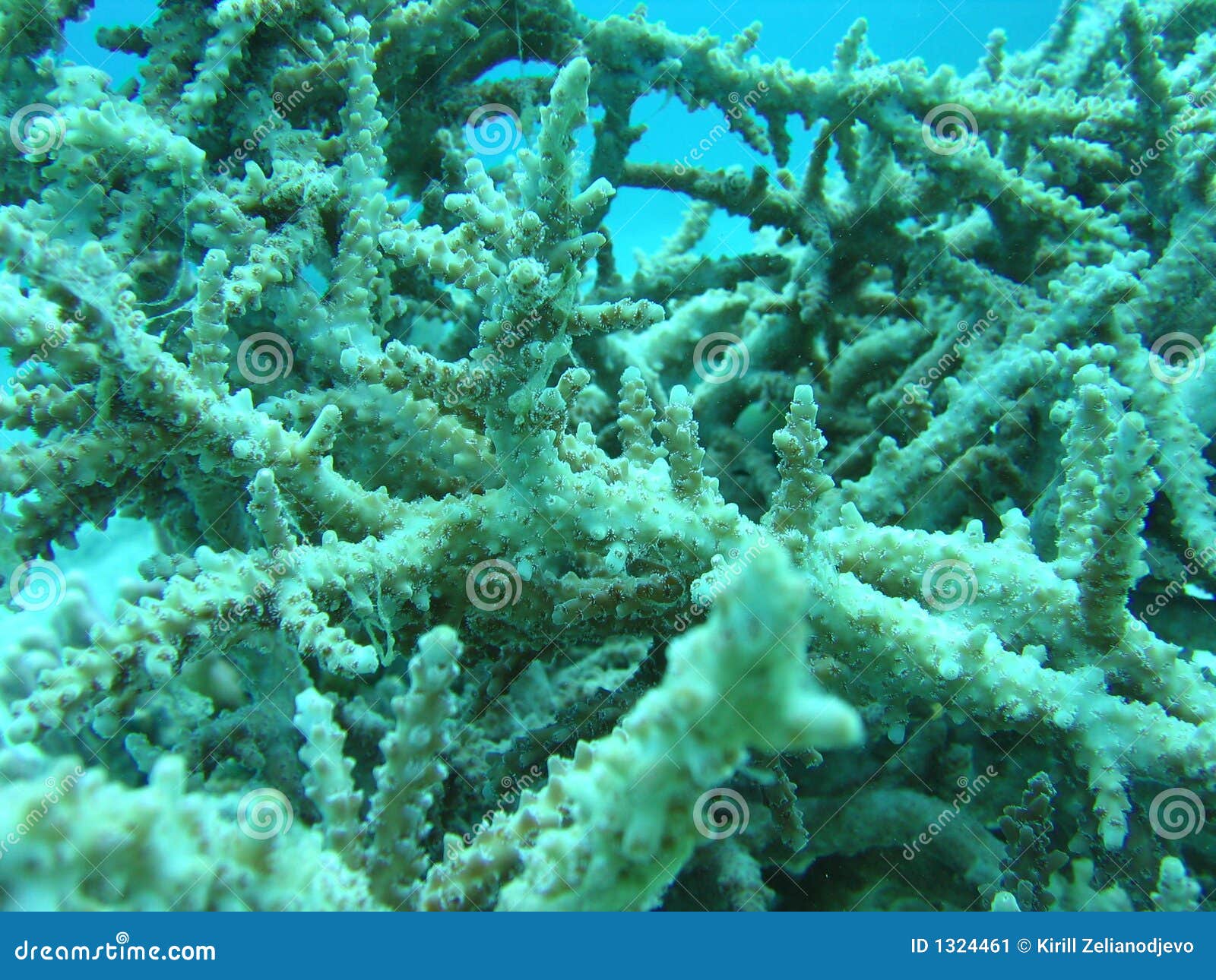 Aquamarine stock image. Image of aqualung, aquamarine - 1324461