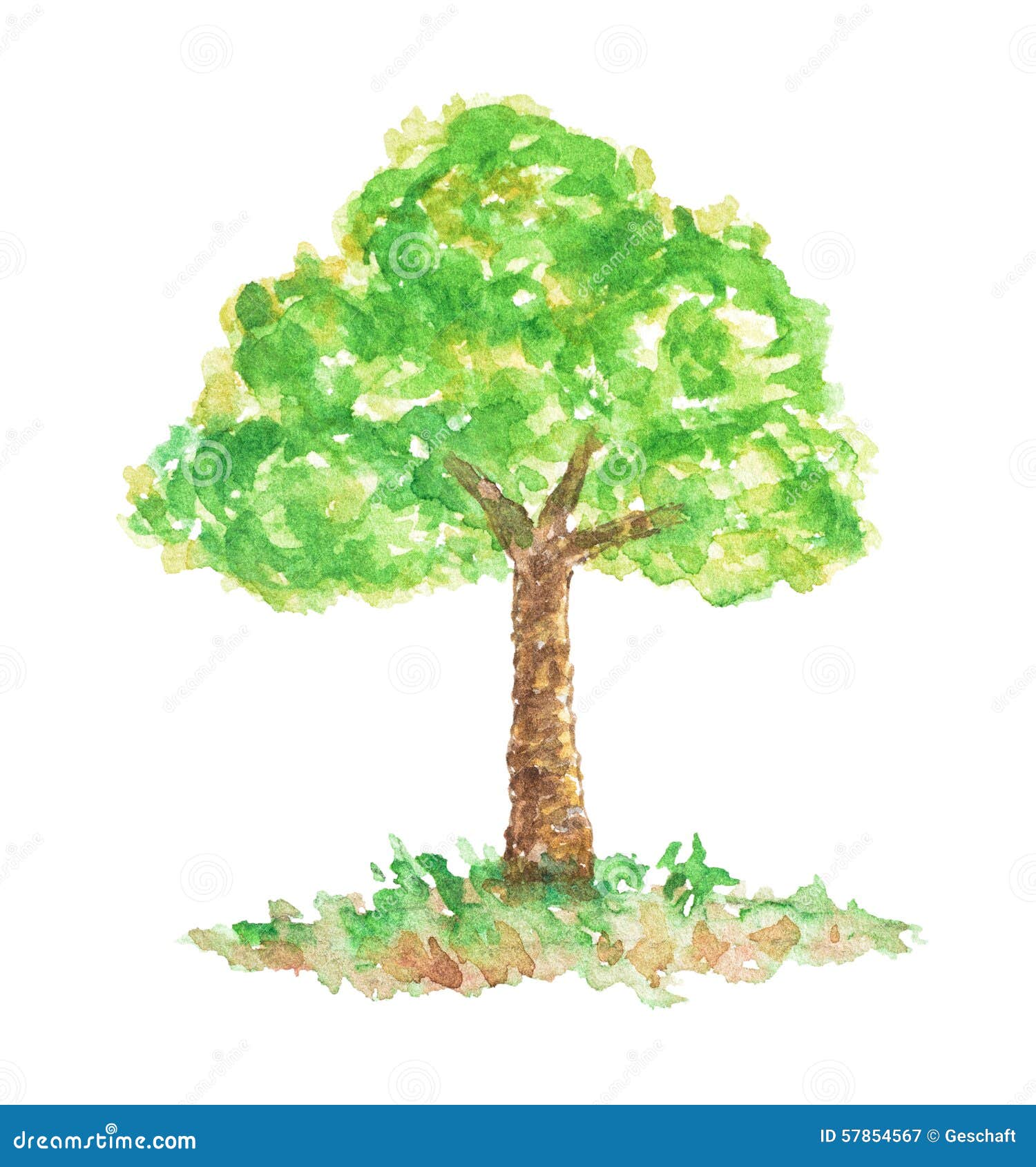 Aquarell-Eiche, Hand Gezeichnet Und Gemalt Stock Abbildung ...