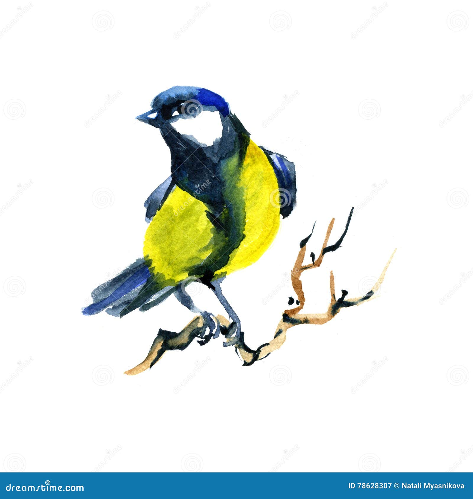 Aquarellartillustration Der Meise Stock Abbildung - Illustration von ...