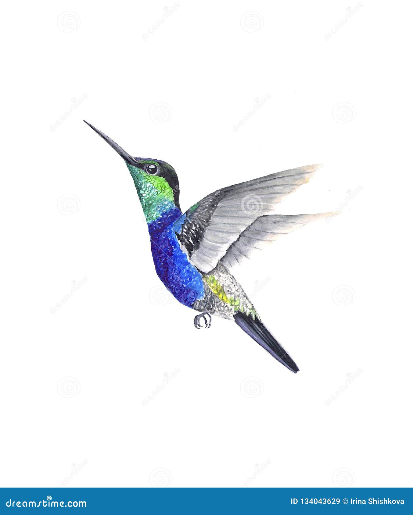 Aquarelle de colibri illustration stock. Illustration du clavette ...