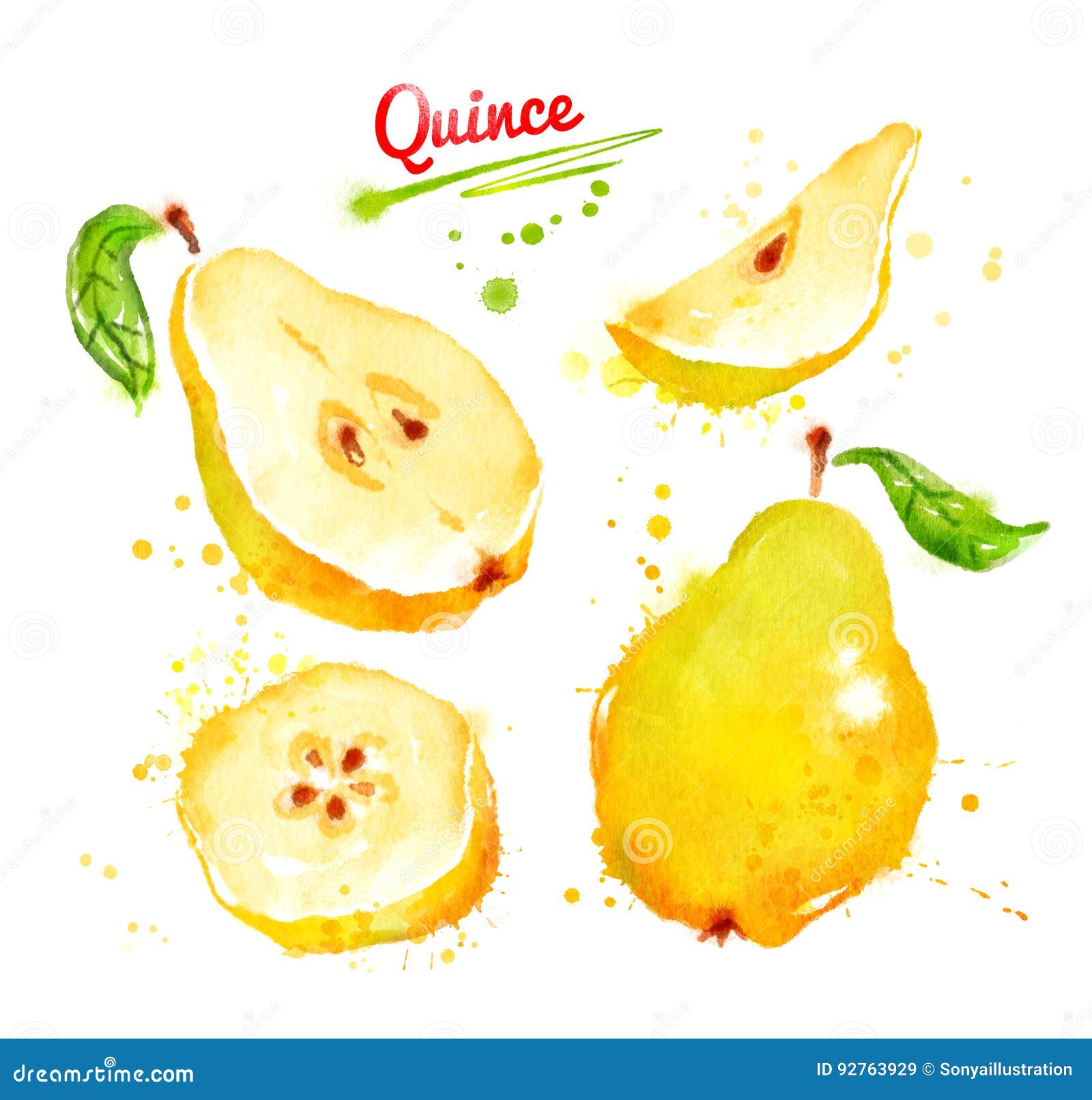 Aquarellillustration Der Quitte Stock Abbildung - Illustration von ...