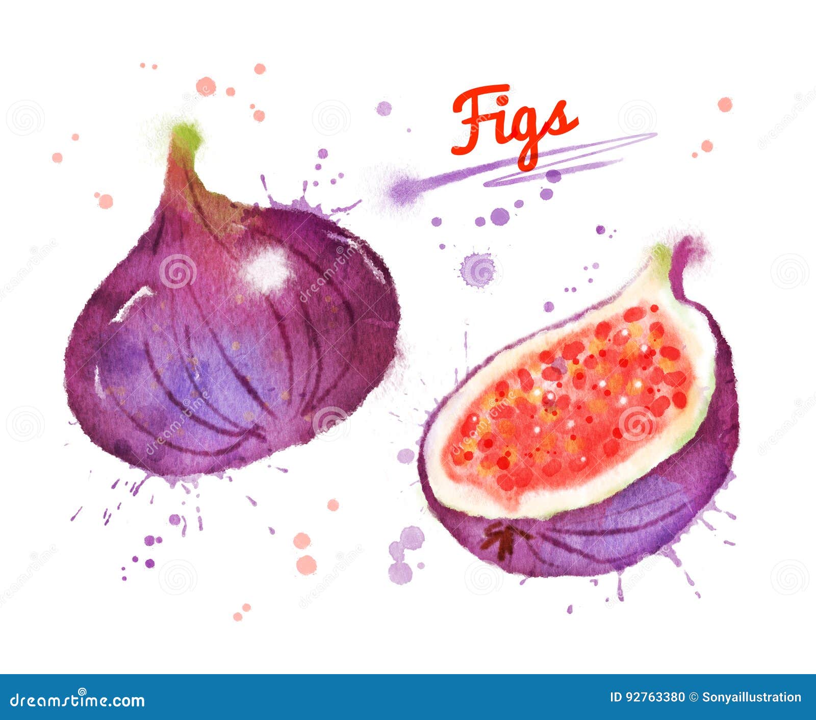 Aquarellillustration Von Feigen Stock Abbildung - Illustration von halb ...