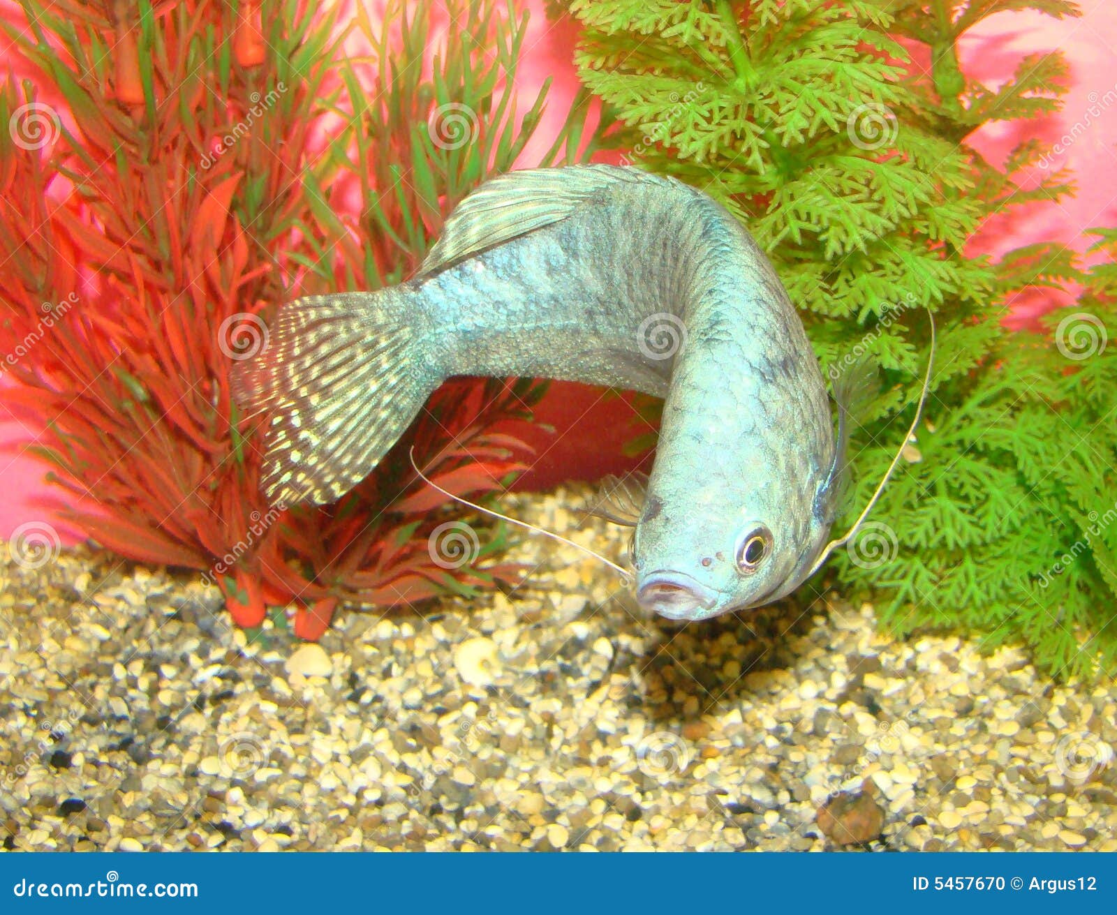 Aquarian Fish Trichogaster Trichopterus Stock Photo - Image of hobby ...