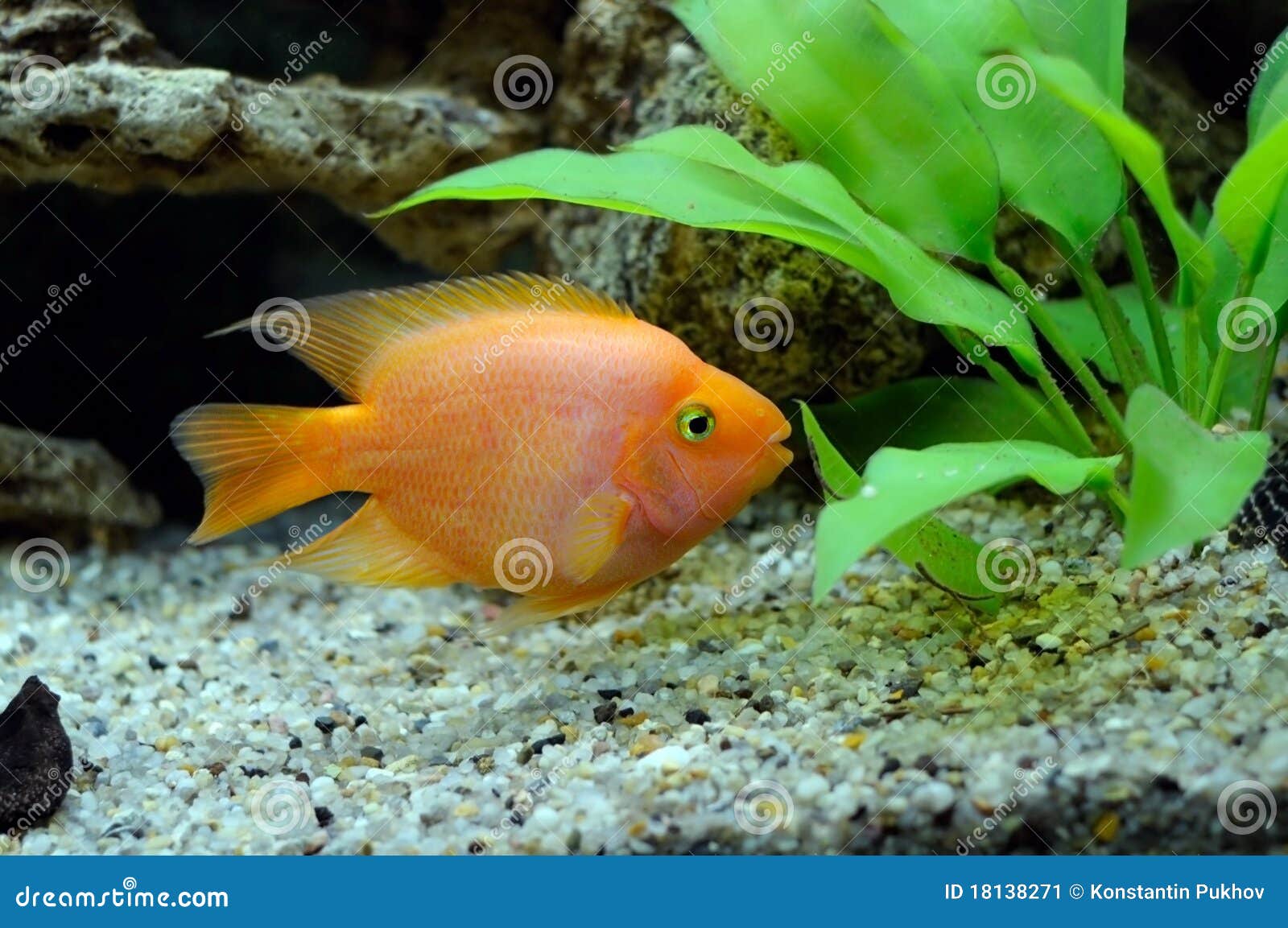 Aquarian Small Fish Red Parrot Stock Image - Image of saltwater ...