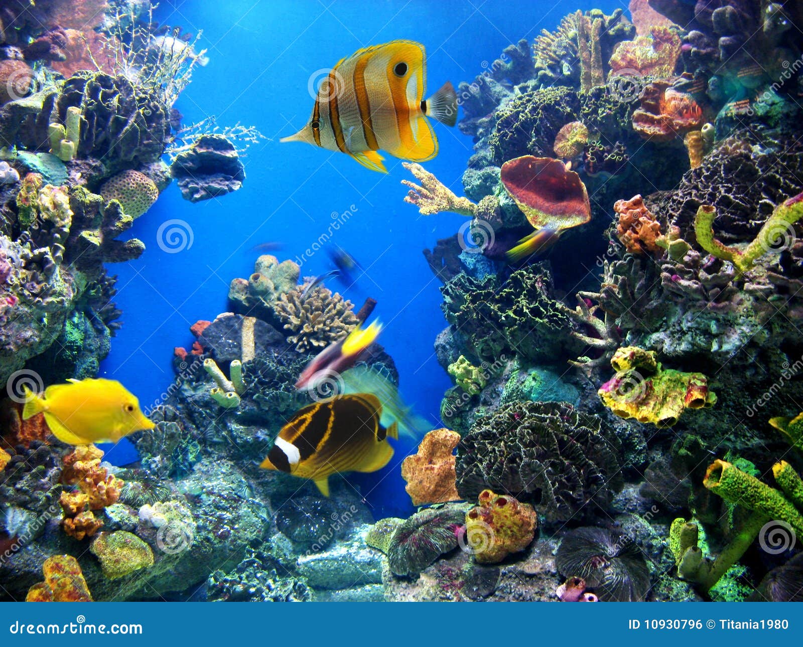 Aquarium stock photo. Image of exploration, marine, natural - 10930796