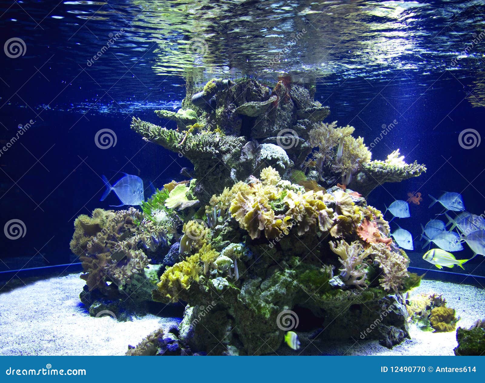 Aquarium stock photo. Image of ecology, marine, fauna - 12490770