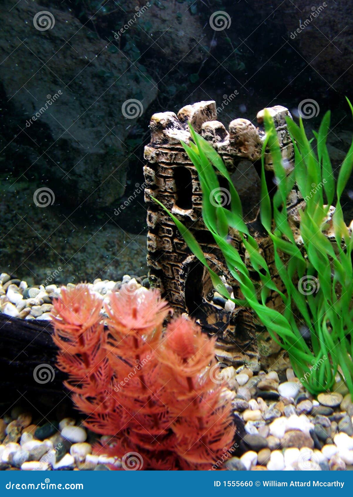 Aquarium stock photo. Image of seaweed, wallpaper, freshwater - 1555660