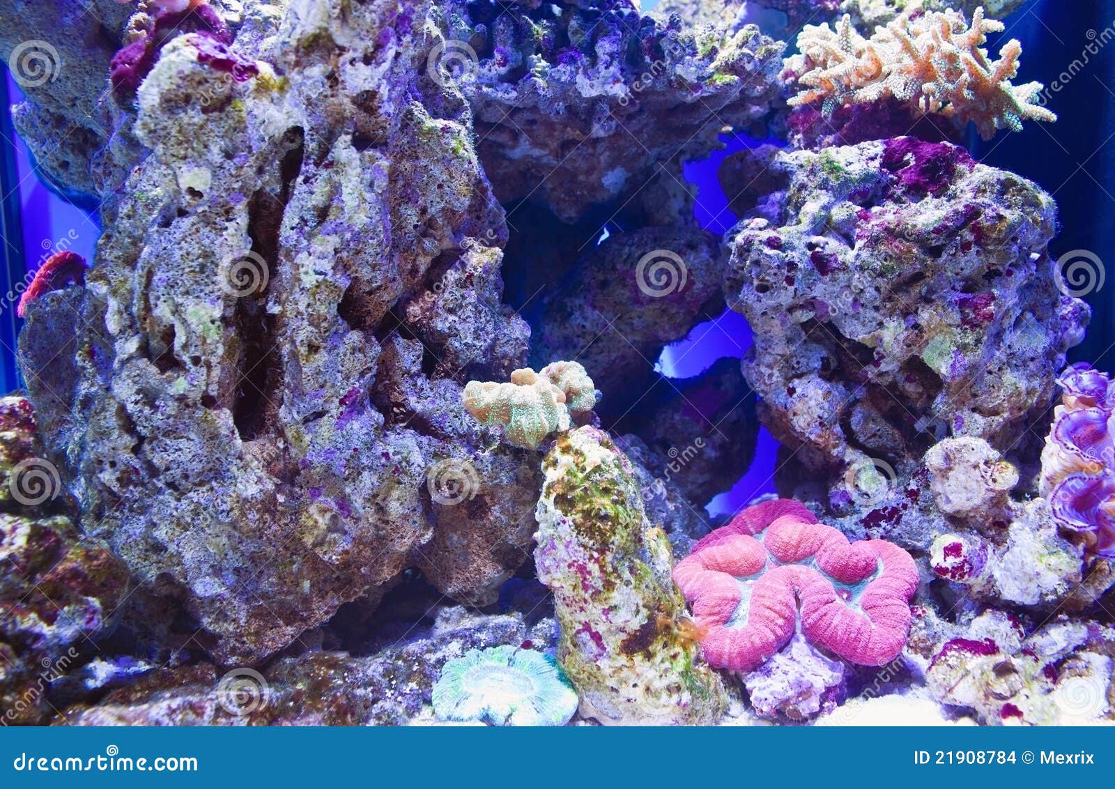 Aquarium stock photo. Image of beautiful, deep, depth - 21908784