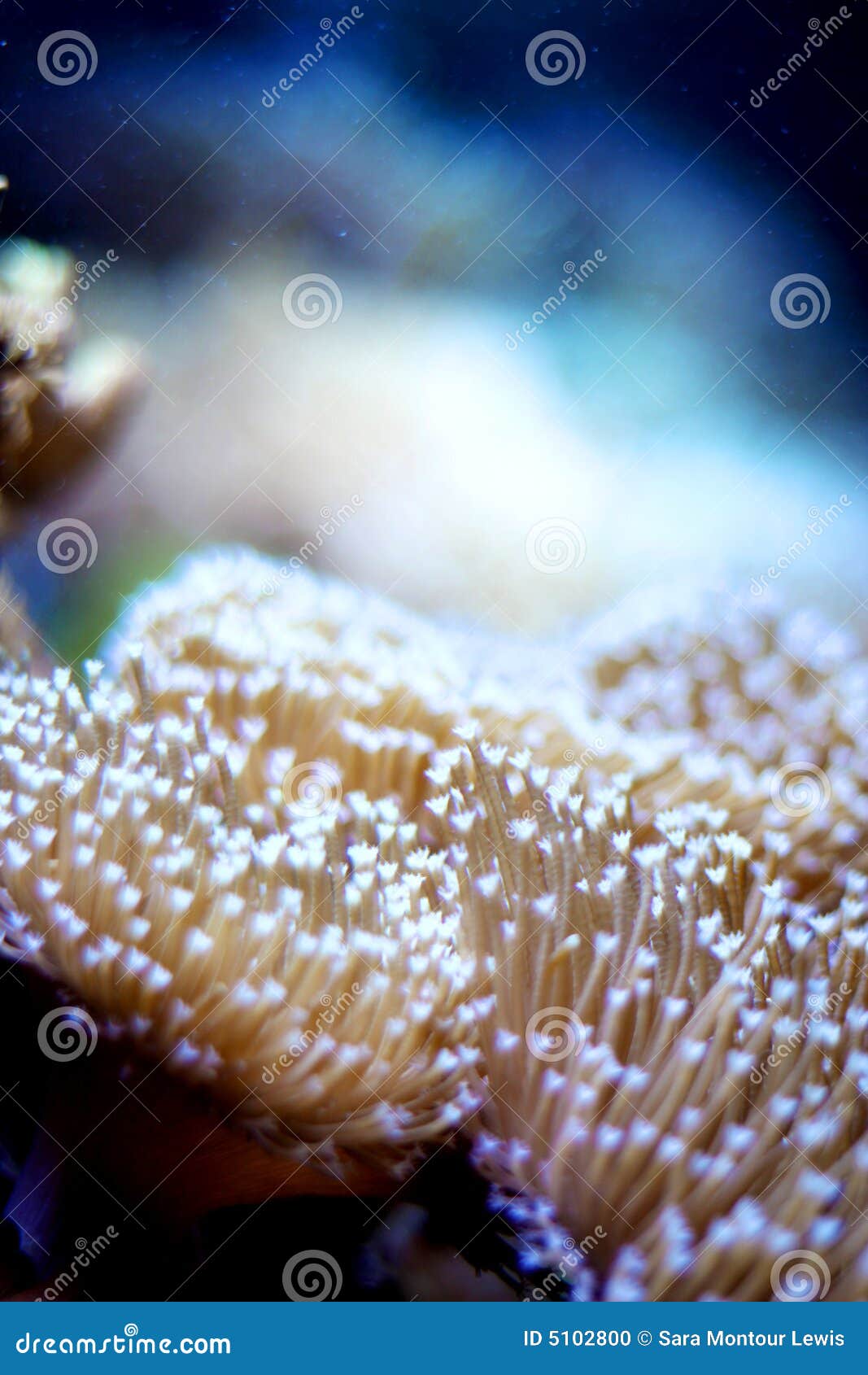 Aquarium stock photo. Image of colors, dive, aqua, reef - 5102800