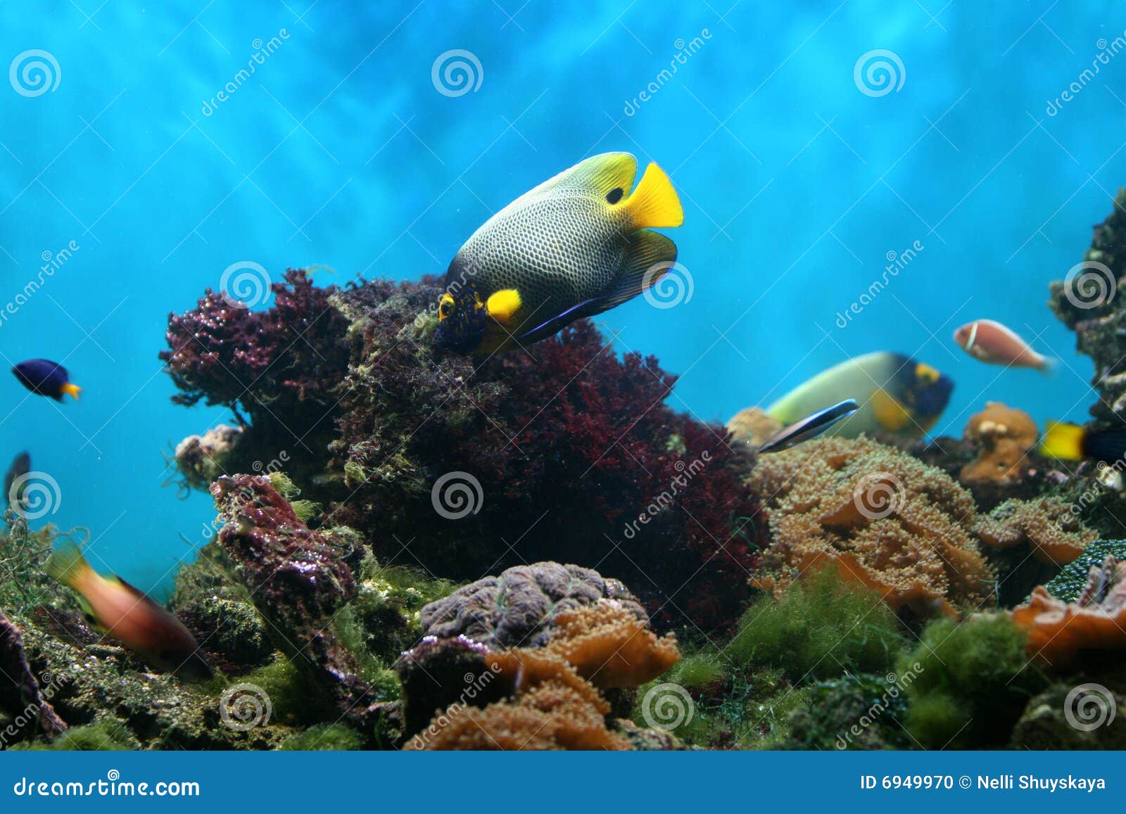 202 Witch Fish Stock Photos - Free & Royalty-Free Stock Photos from ...