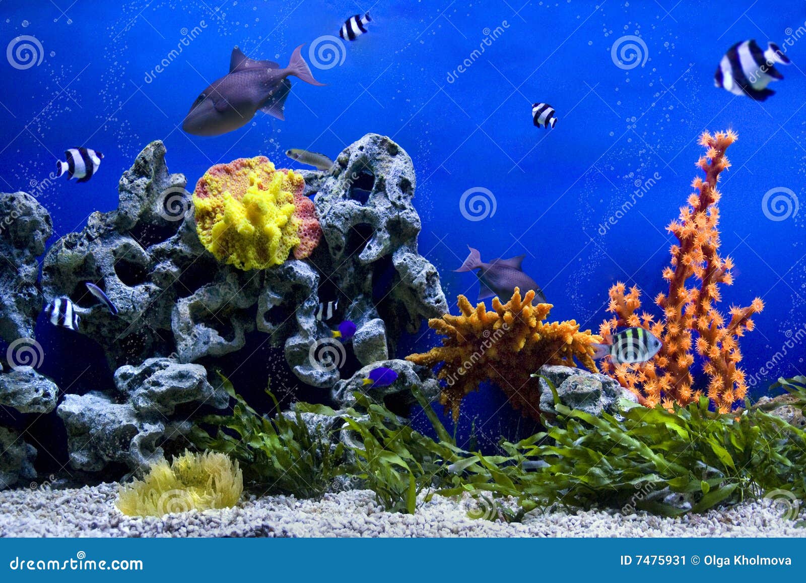 Aquarium stock image. Image of blue, colorful, calm, bright - 7475931