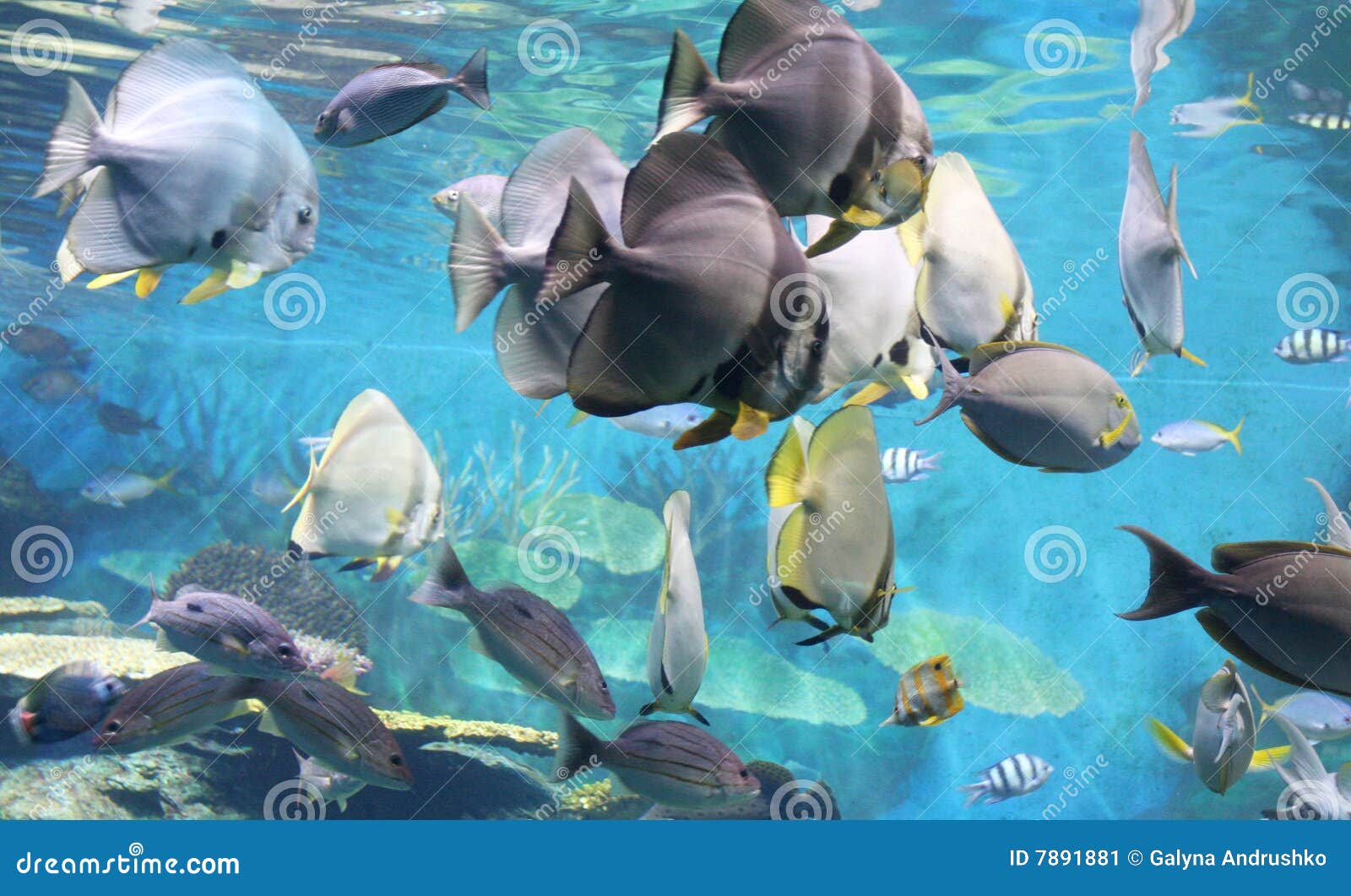 Aquarium stock image. Image of colony, fish, coral, water - 7891881