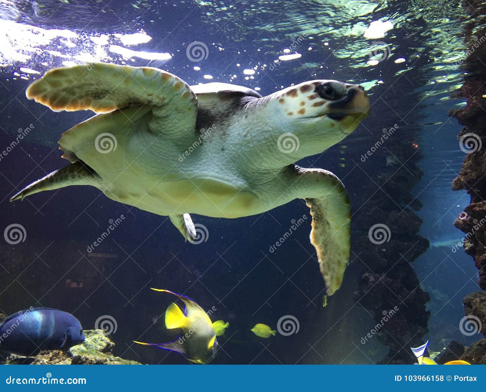 Big turtle stock photo. Image of monaco, turtle, animal - 103966158