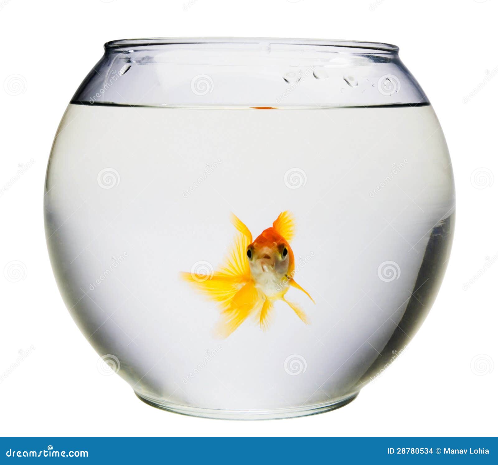 Aquarium Avec Le Poisson Rouge Photo stock - Image du zoologie, fermer ...