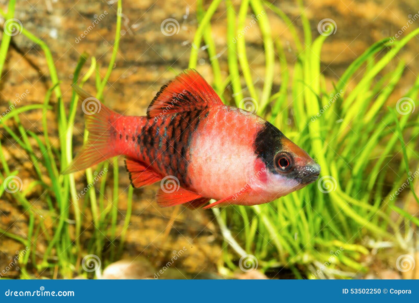 Aquarium barb fish stock photo. Image of barbs, wildlife - 53502250