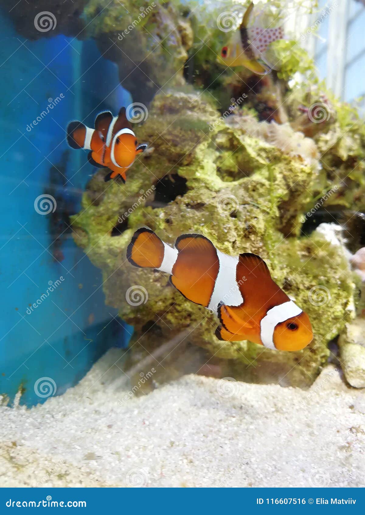 Fish. Nemo stock photo. Image of aquarium, beautiful - 116607516