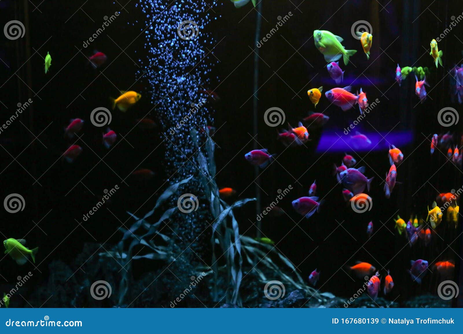 Aquarium with Beautiful Colored Fish Stock Image - Image of saltwater ...