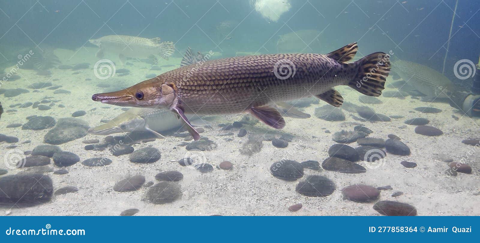 Aquarium Big Fish in Water, Long New Fish. Stock Photo - Image of long ...