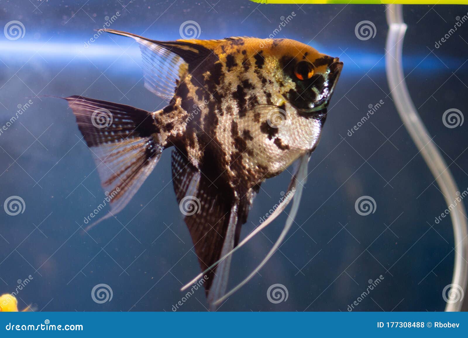 Fish Pterophyllum Scalare Angelfish, Red Devil Scalar. Royalty-Free ...