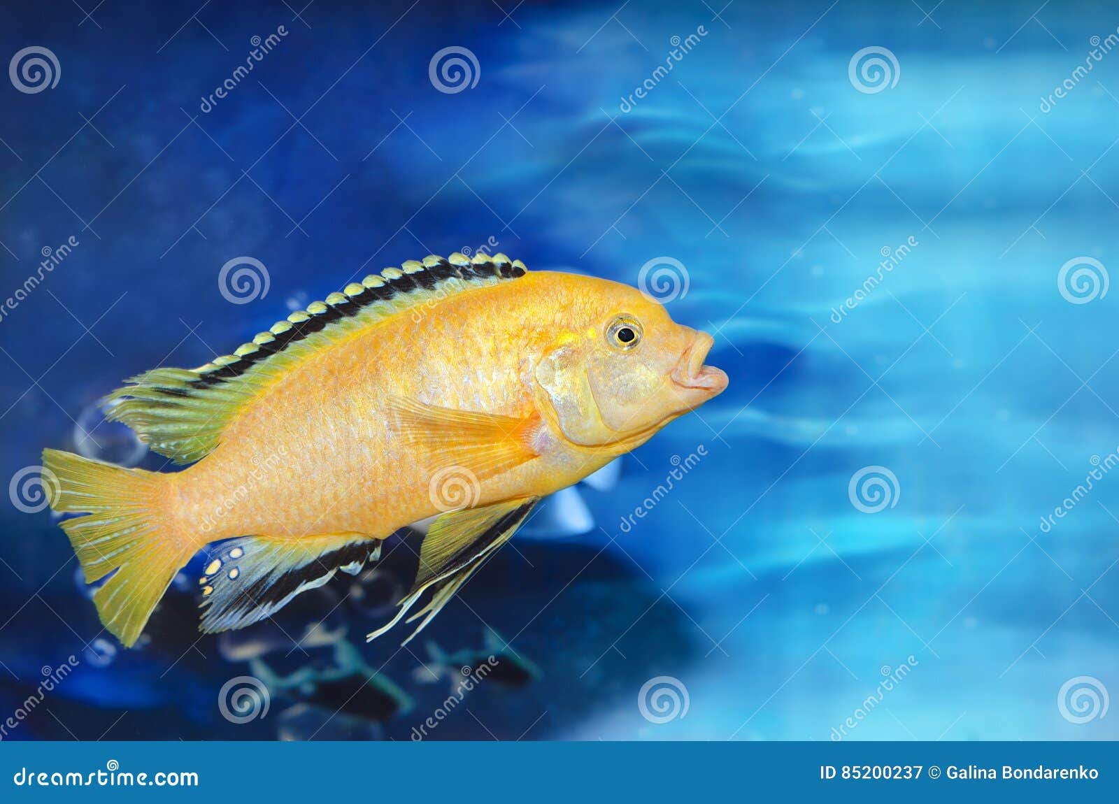 Aquarium Blue Background with One Yellow Fish. Stock Image - Image of ...