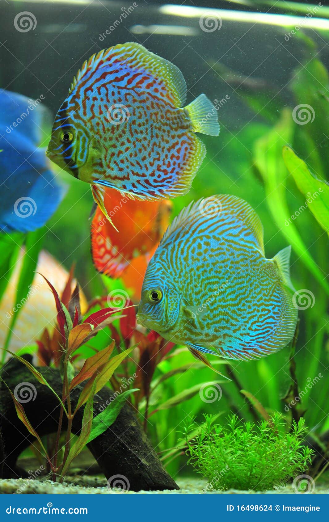 Aquarium - Blue Tropical Discus Fish Stock Photo - Image of colors ...