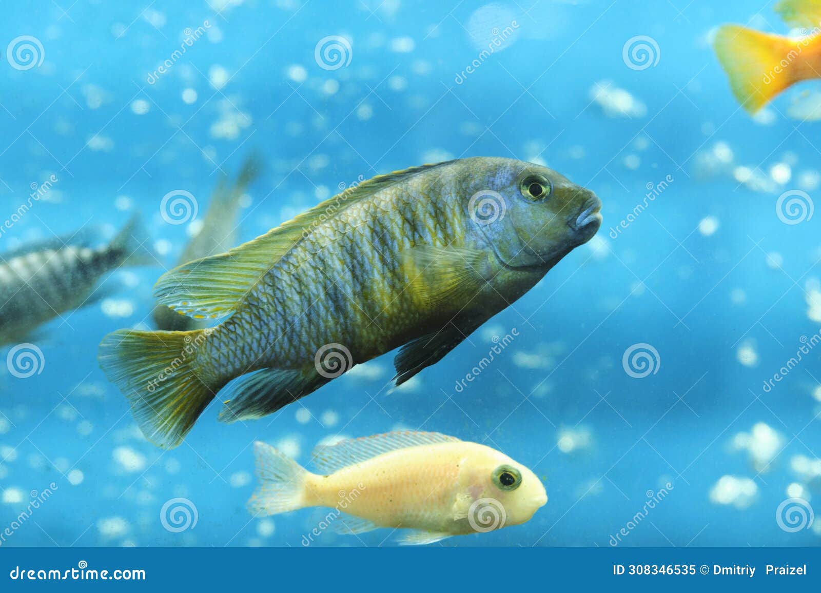 Aquarium Cichlid Fish Blue Background. Stock Image - Image of striped ...