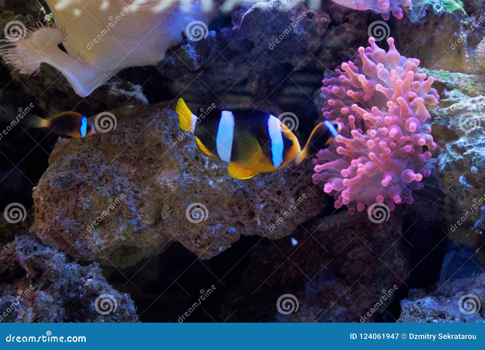 Aquarium with Colorful Bright Fish Stock Image - Image of wild, discus ...
