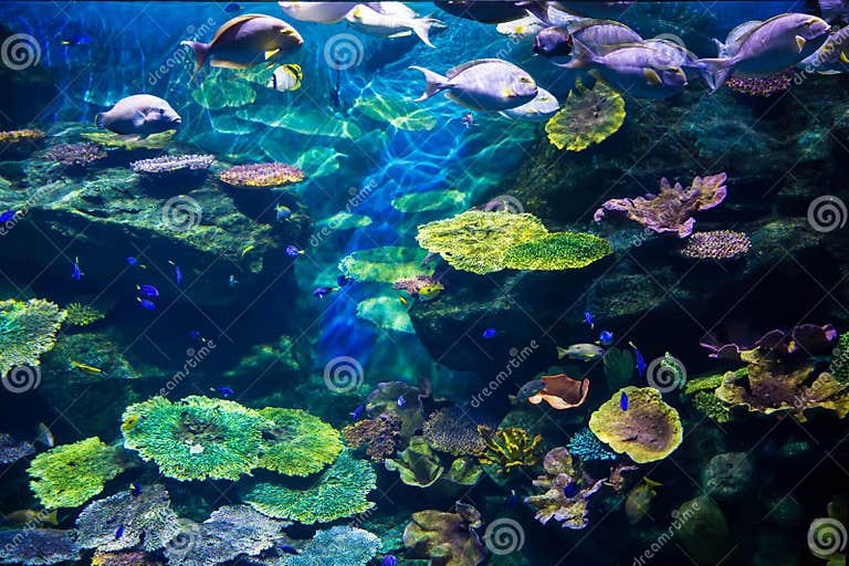 Aquarium with Colorful Corel and Fish Stock Image - Image of animal ...