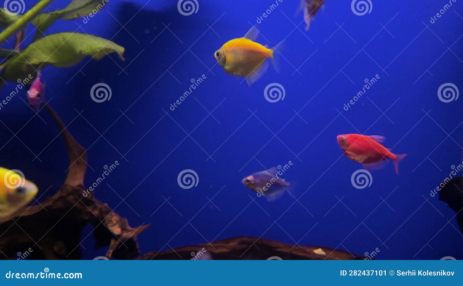 Aquarium with Colorful Fish. Fish Swim on a Blue Background in an ...