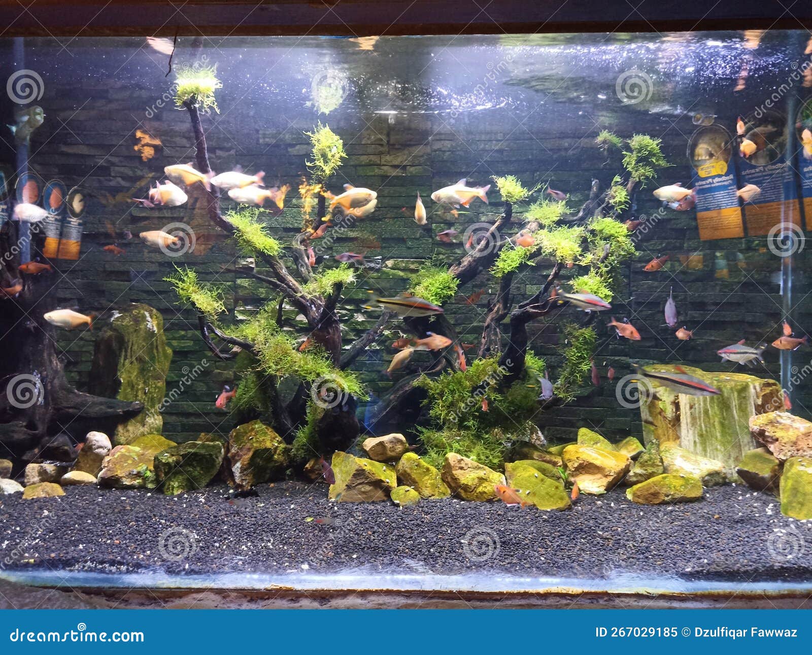 Aquarium Contains a Variety of Fish Stock Image - Image of types ...