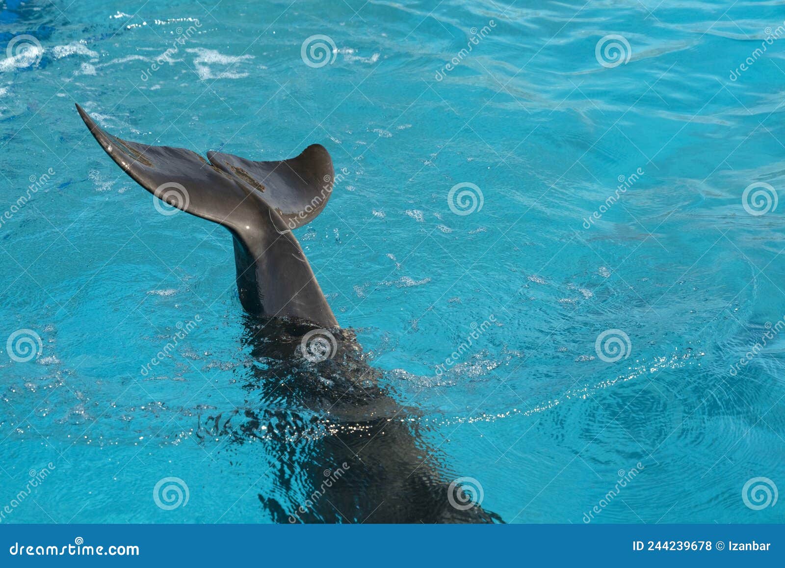 Aquarium Dolphin Tail Close Up Stock Photo - Image of aquatic, wild ...